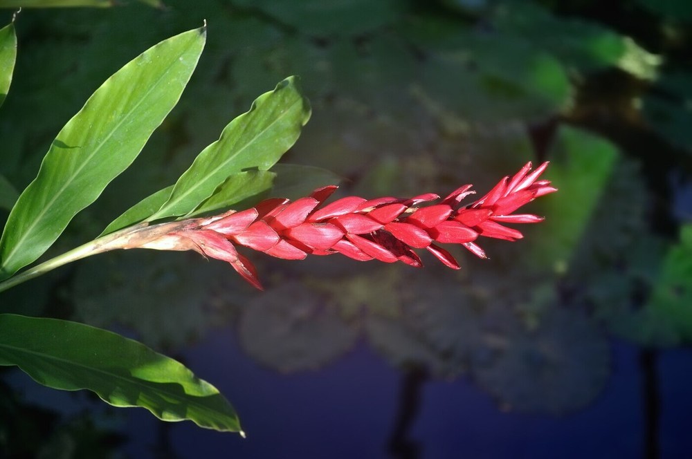 33 plantas perenes que podem florescer em qualquer canto do seu jardim