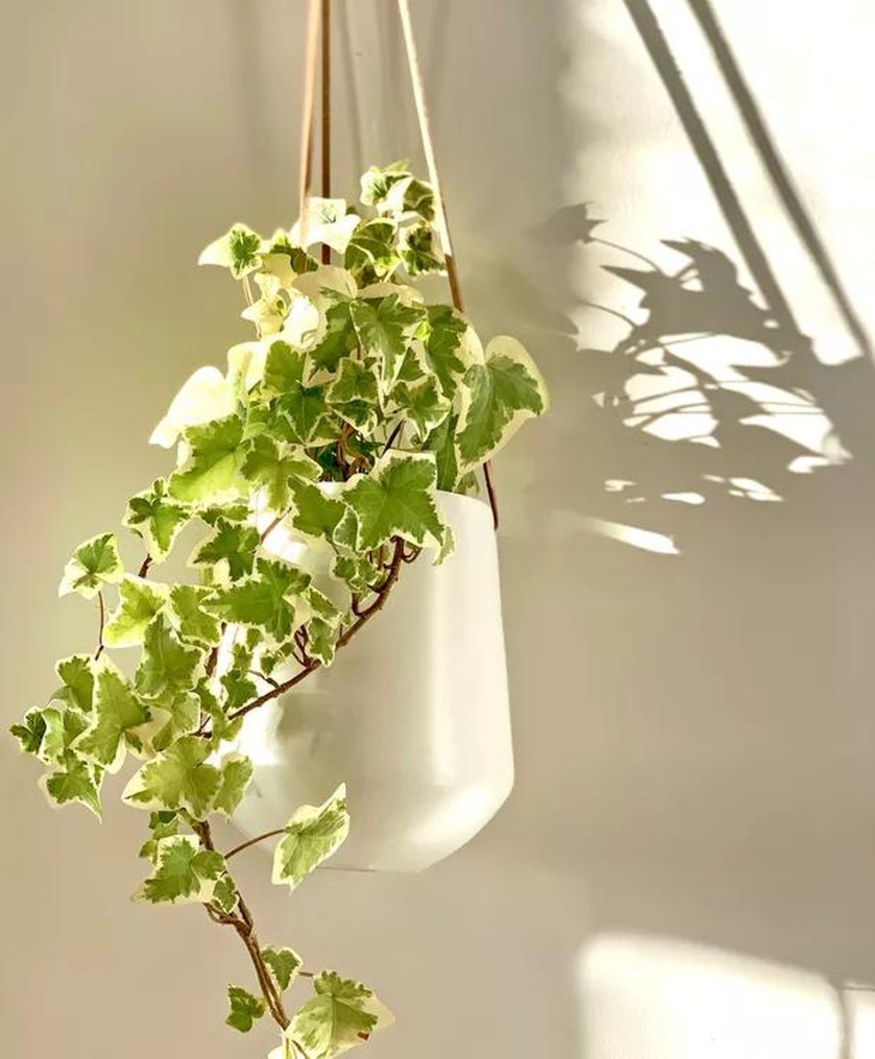 9 plantas para ter no banheiro que ajudam a absorver a umidade