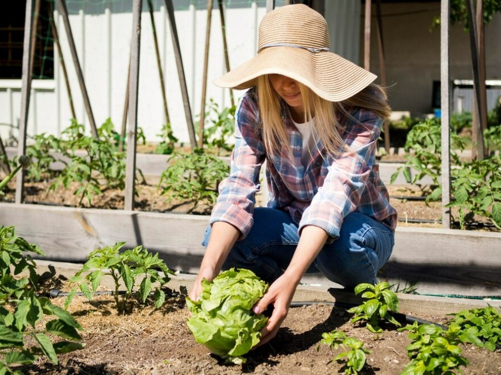 Saiba como fazer uma horta e o que plantar em maio