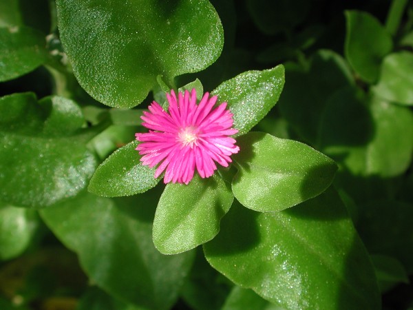 12 espécies de flores para locais com sol intenso