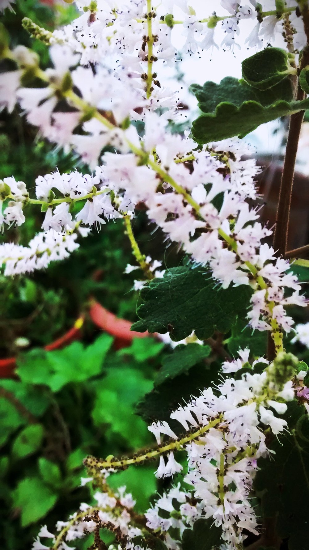 9 plantas para afastar as baratas de casa