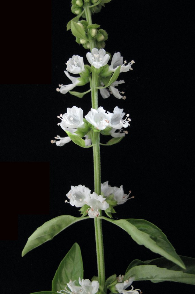Manjericão: como cuidar e cultivar em casa sem erro!