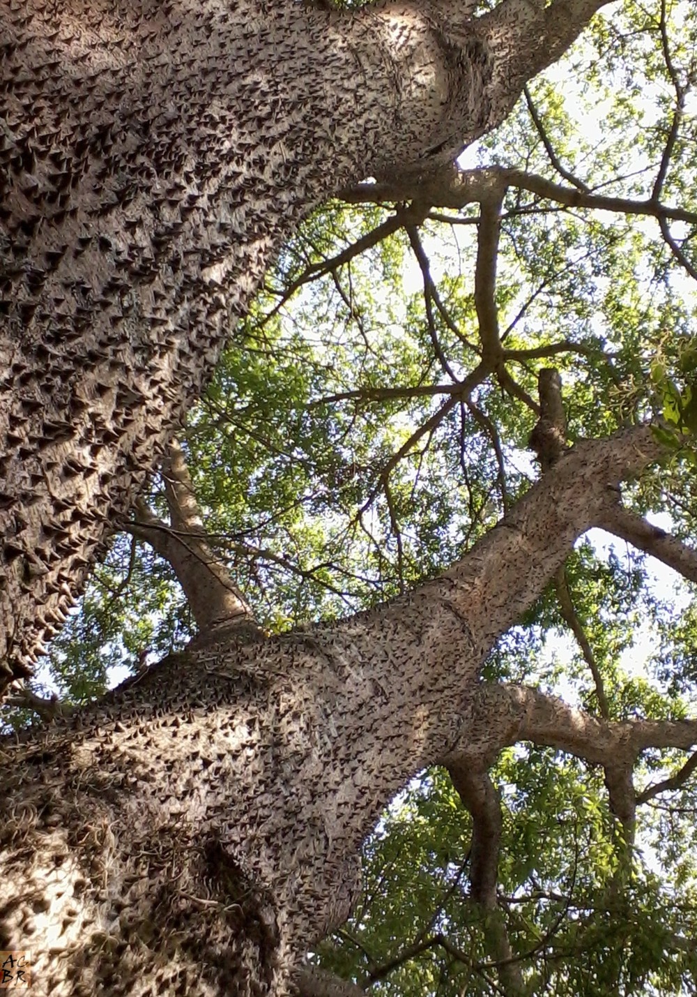 Paineira: tudo sobre a planta que gera um algodão super confortável
