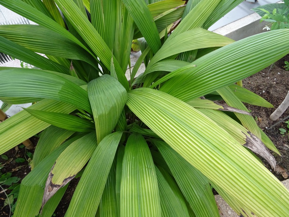 Curculigo: a planta que fica ótima como forração de jardins