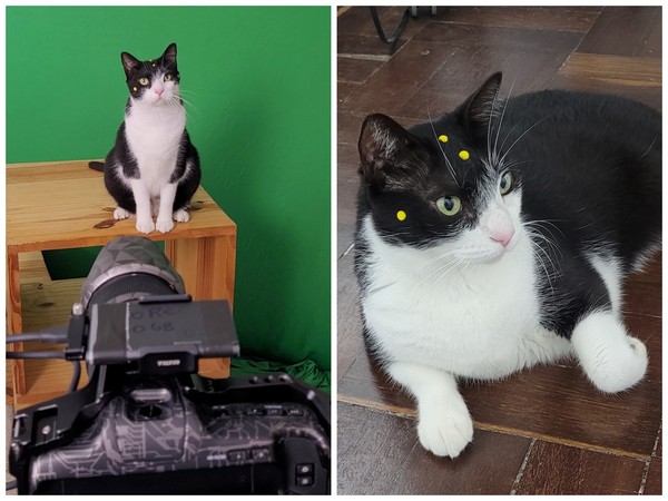A curiosa história da gata de 'O Agente Secreto' que virou atriz no ...