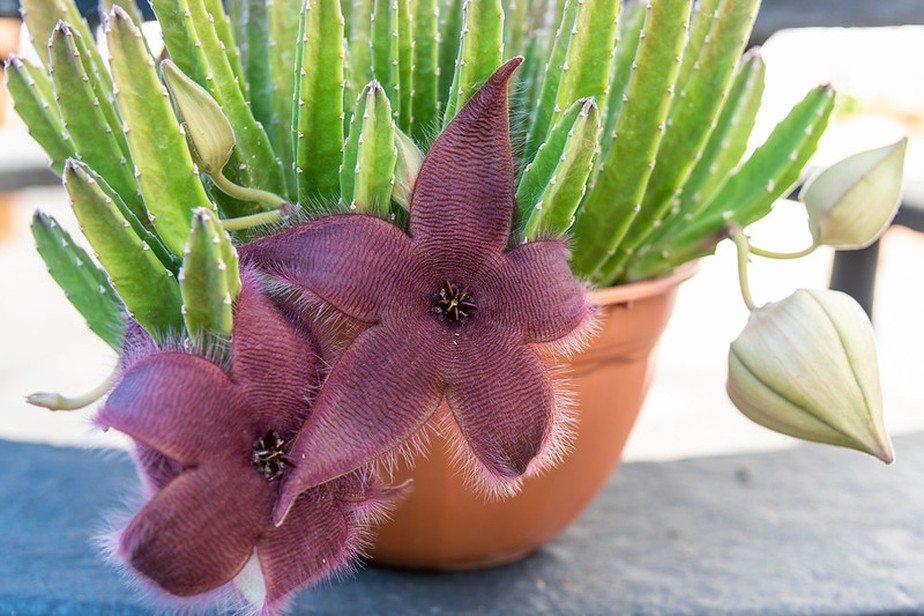 Cacto-estrela: como cuidar e cultivar da suculenta com flores incríveis ...