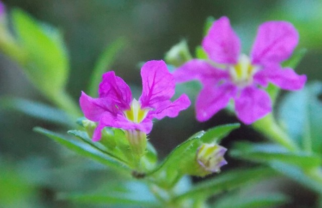 40 plantas roxas para conferir cor e contraste ao jardim | Paisagismo ...