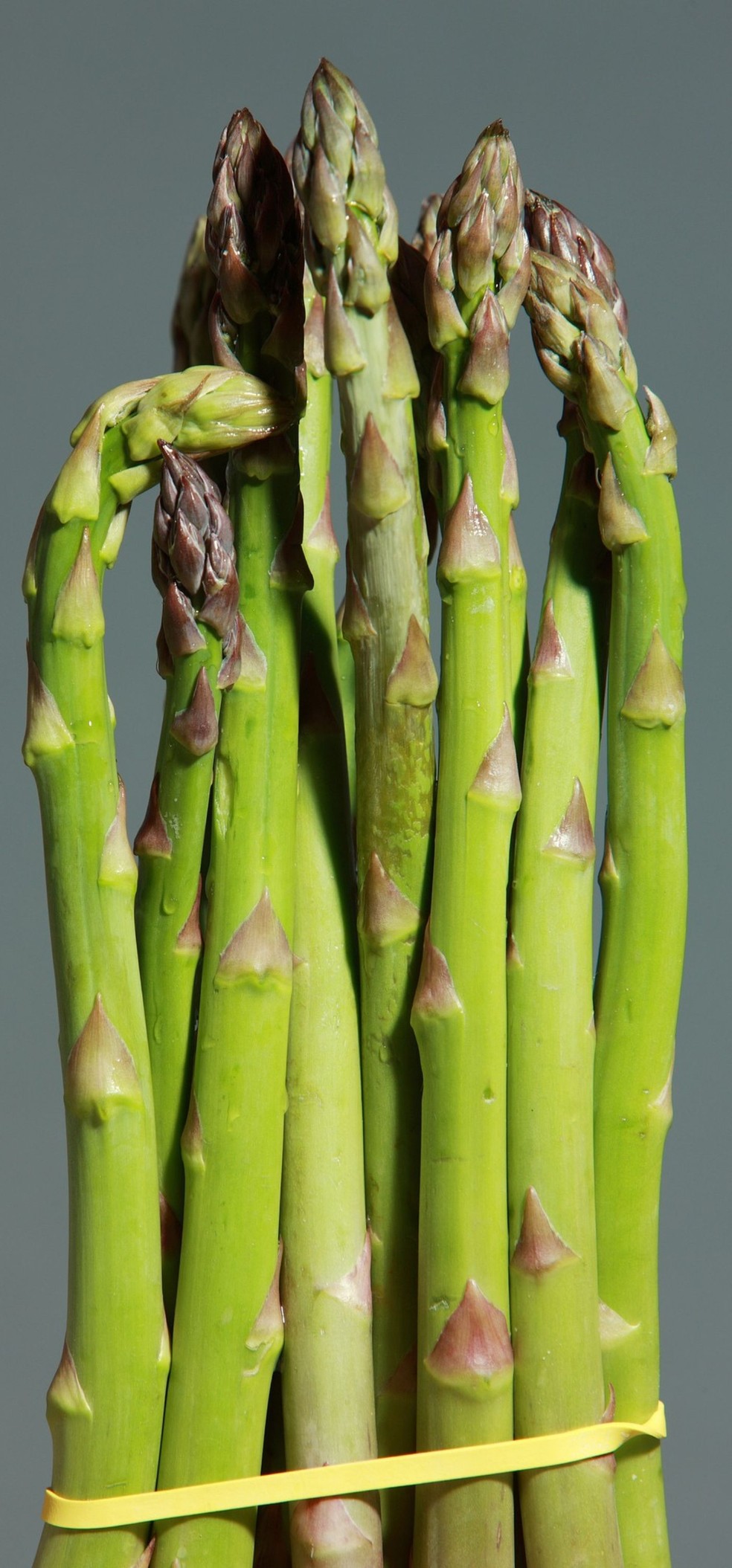 Aspargo: aprenda a plantar a hortaliça mais nobre do mundo