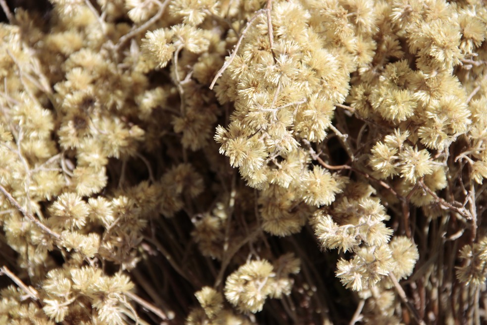 Macela: aprenda a cultivar esse remédio digestivo natural em casa