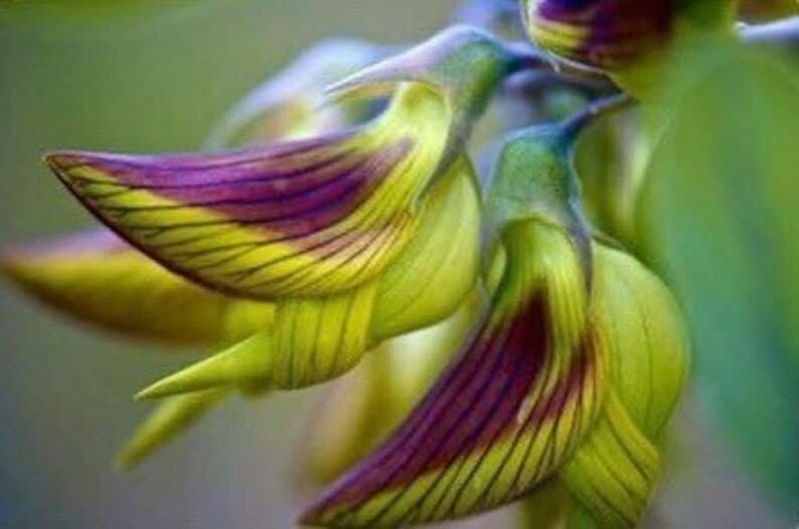 Flor-pássaro: a espécie australiana que lembra um beija-flor fez ...