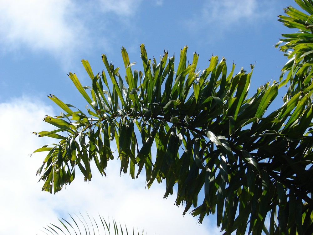 Palmeira rabo de raposa: aprenda tudo sobre essa espécie de planta