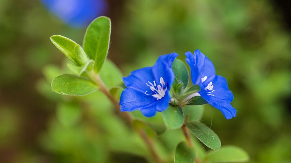 Azulzinha: como cultivar a forração com delicadas flores azuis