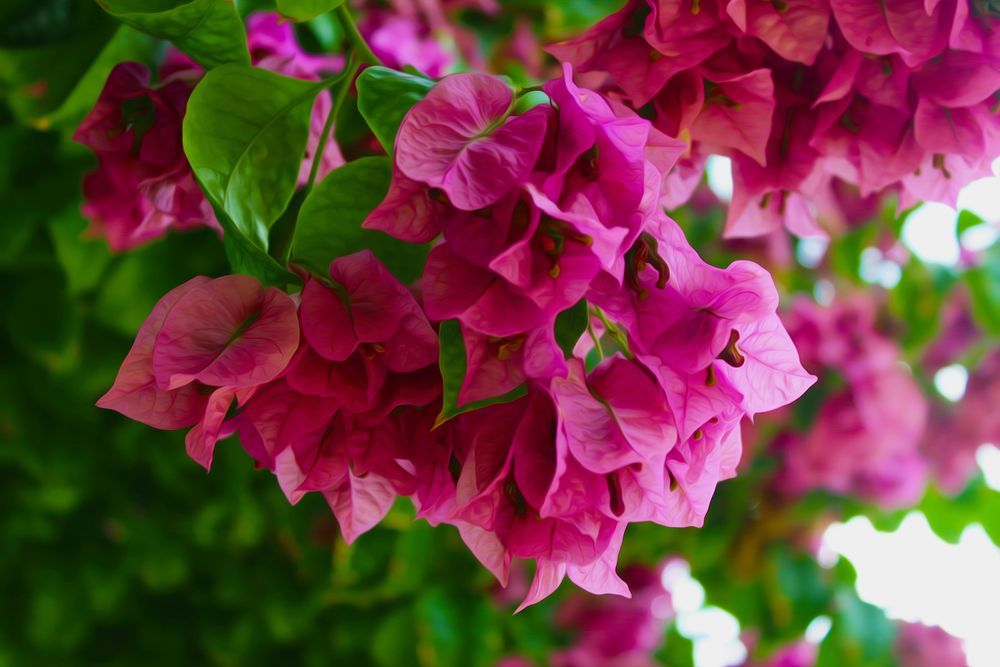 8 flores que simbolizam o amor verdadeiro