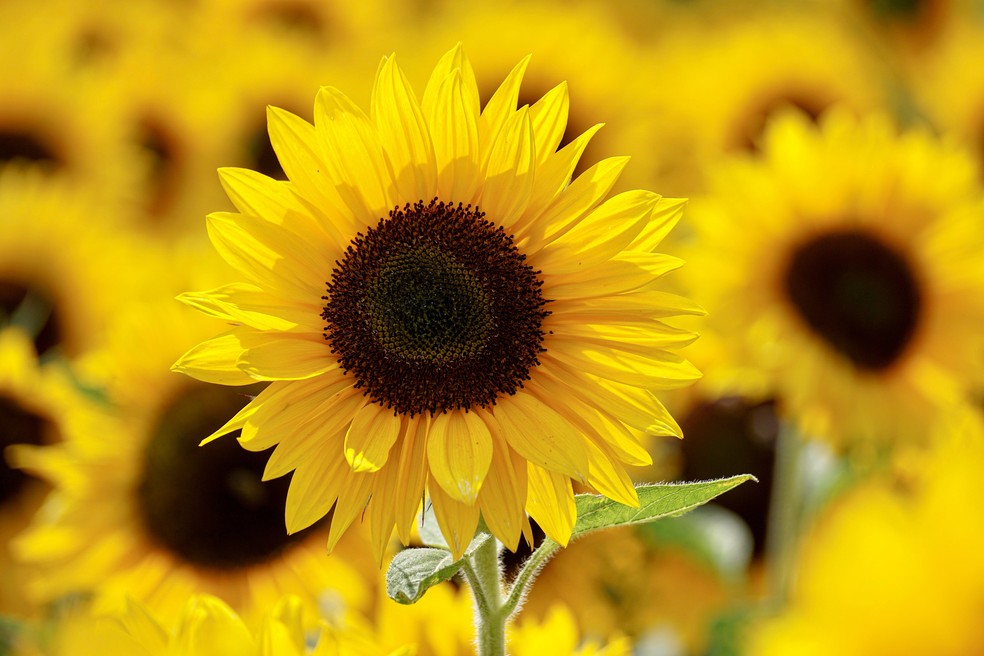 12 espécies de flores para locais com sol intenso | Paisagismo | Casa e ...