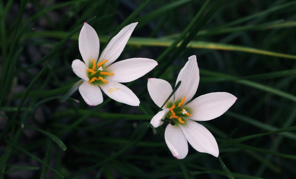 Lírio do vento: conheça as duas plantas que compartilham este nome popular