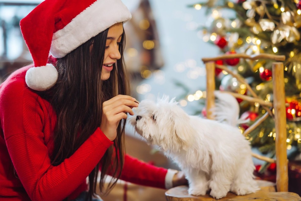 Como garantir o bem-estar dos pets nas festas de final do ano