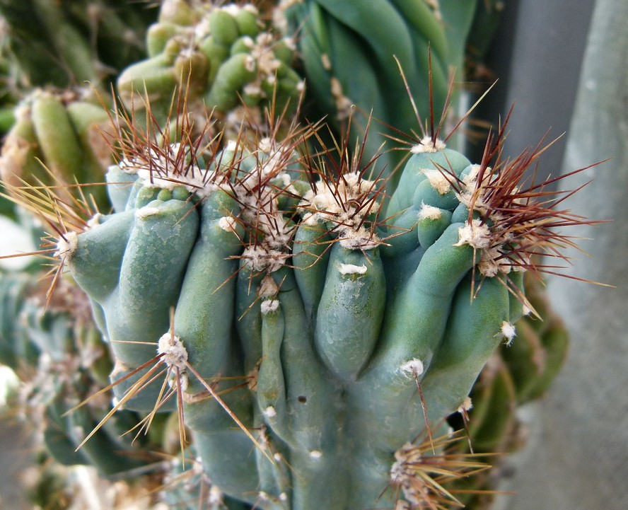 Cacto monstro: tudo o que você precisa saber sobre a espécie