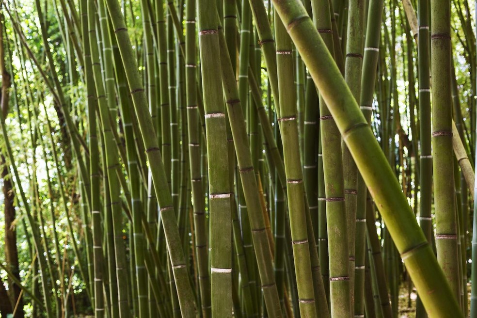 Pesquisadores criam plástico de bambu com potencial de aplicação na ...