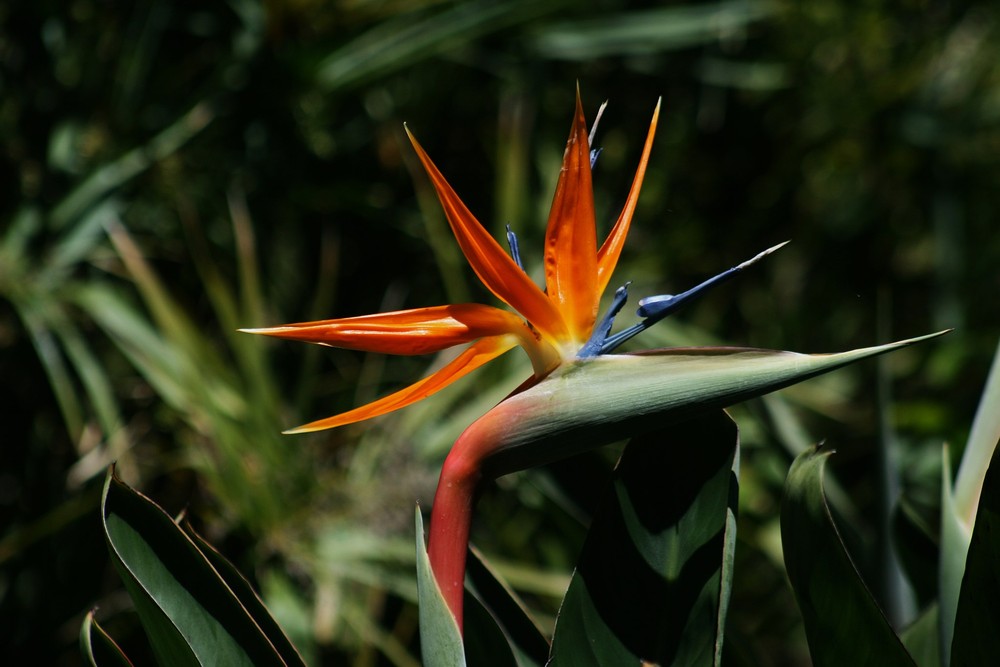 12 espécies de flores para locais com sol intenso