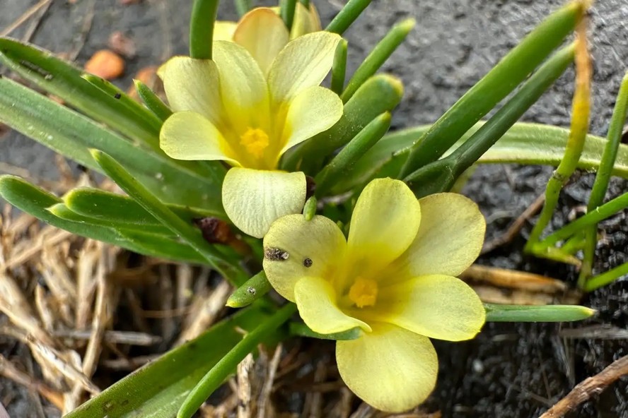 Flor considerada extinta por 40 anos foi encontrada na África do Sul