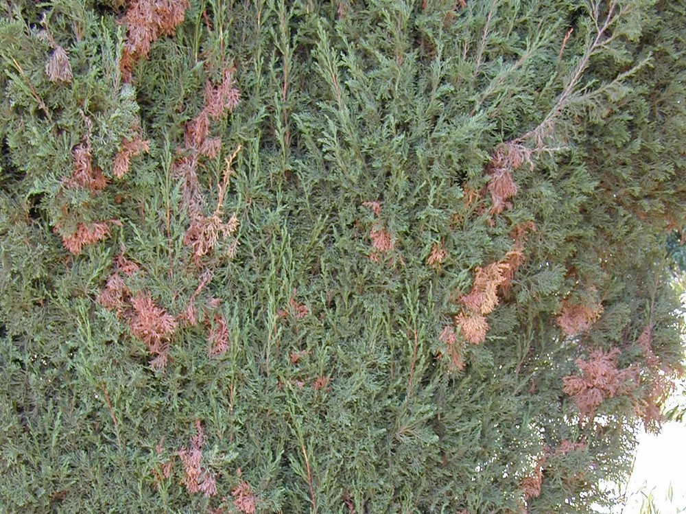 Cipreste italiano: conheça o icônico pinheiro que atinge até 30 metros ...