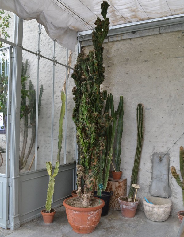 Cacto monstro: tudo o que você precisa saber sobre a espécie ...