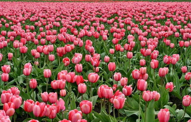 Tulipas: um guia sobre como cultivar, além de simbologia e curiosidades ...