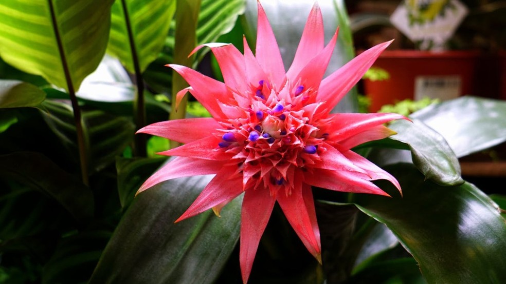 Paisagista fala sobre o cultivo da bromélia e a sua importância nos jardins