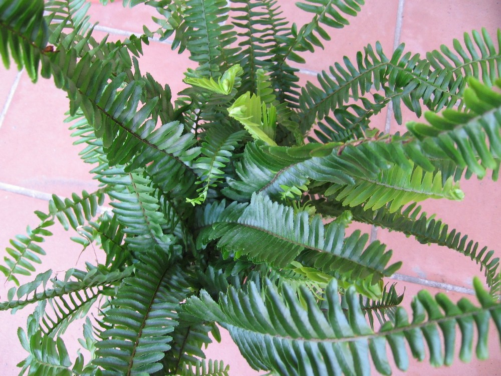 Nephrolepis cordifolia: como cultivar a samambaia de regiões tropicais