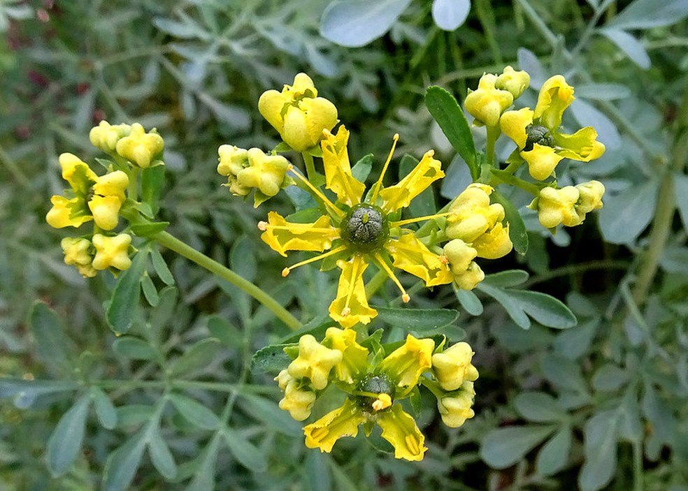 Arruda: como cultivar, usos medicinais e aplicações místicas