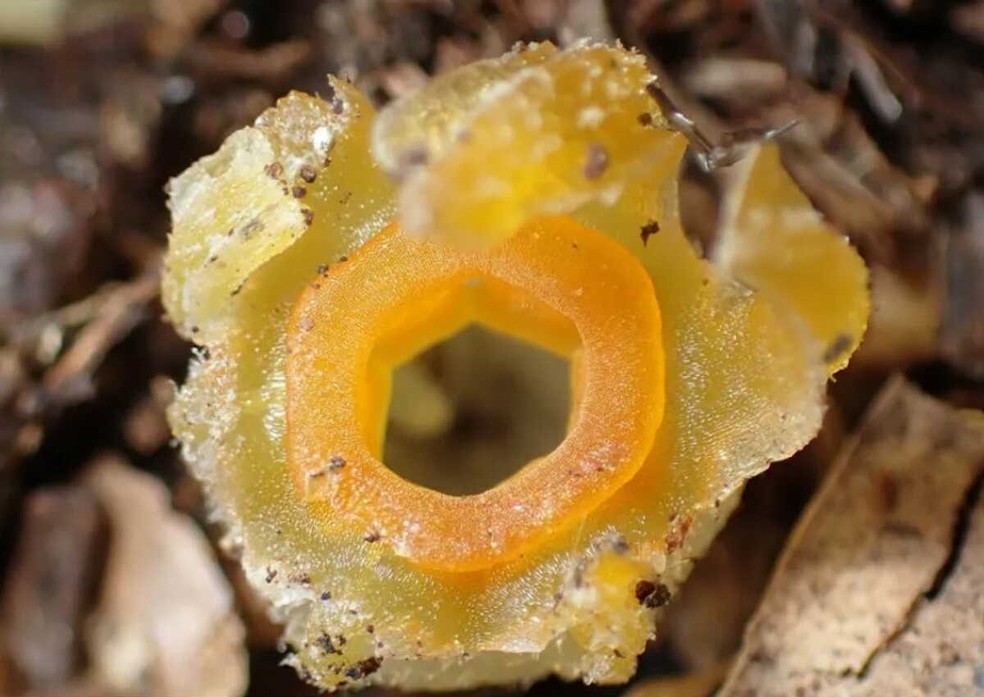 Planta considerada extinta é redescoberta no Japão após 30 anos