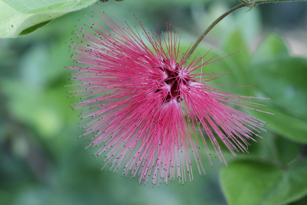 Caliandra: guia completo de cultivo e cuidados | Paisagismo | Casa e Jardim