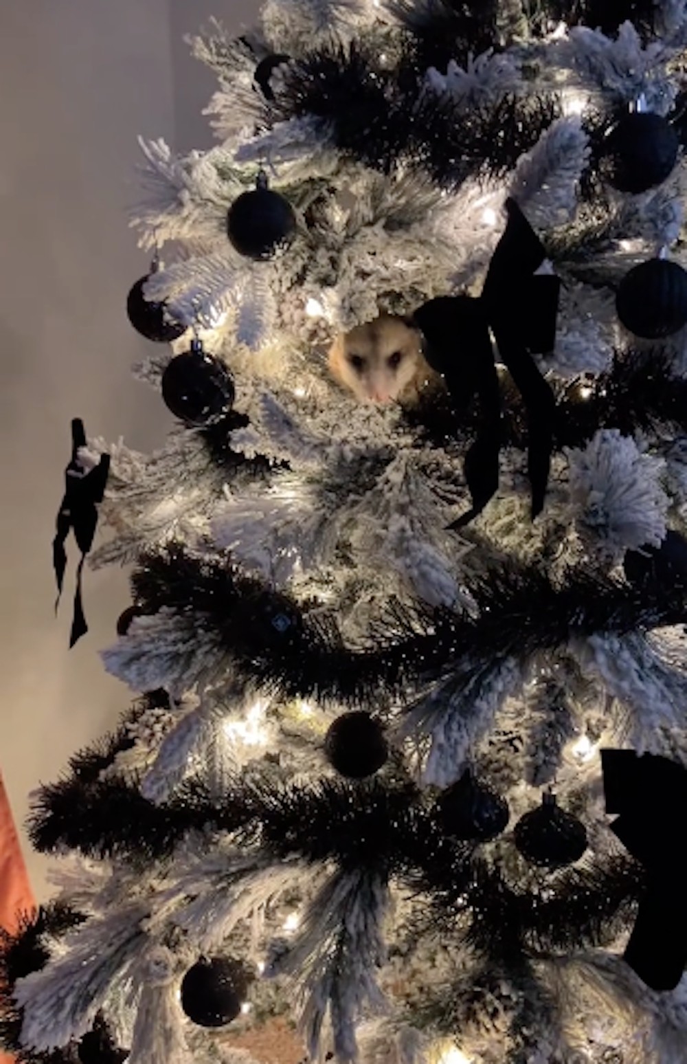 Mulher encontra gambá vivo escondido na árvore de Natal de sua casa ...