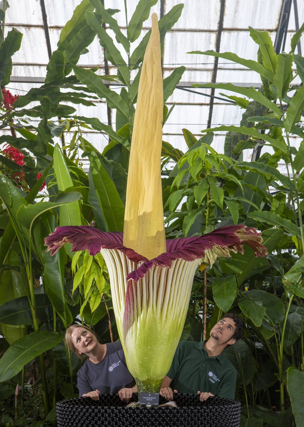 Planta mais fedida do mundo, conhecida como flor-cadáver, desabrocha na ...
