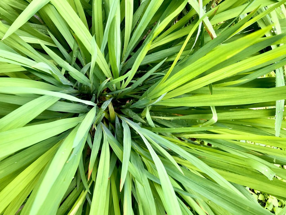 Capim-limão: como plantar, benefícios e propriedades medicinais ...