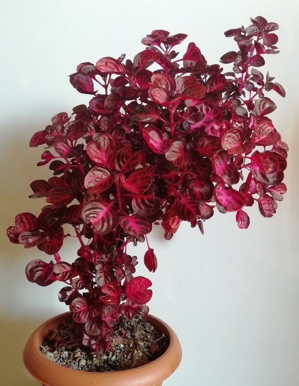 Iresine: como cuidar + 5 ideias de jardins com a folhagem colorida ...