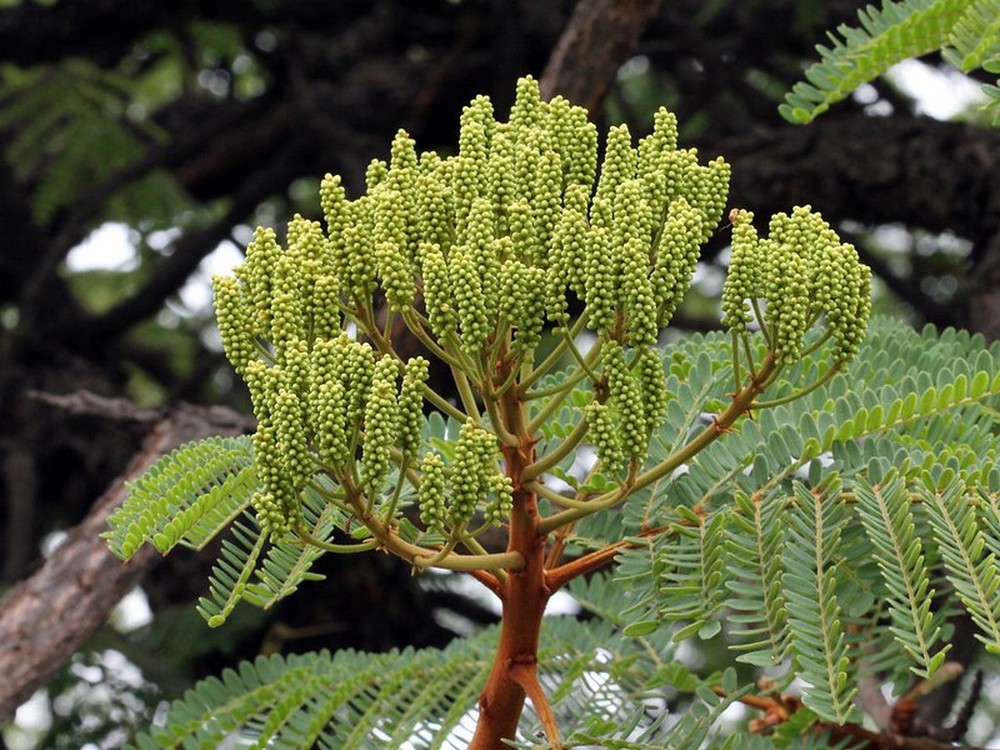 Árvores no cerrado produzem três vezes mais casca do que as de floresta
