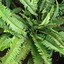 Samambaia: conheça a espécie, dicas para cuidar e projetos com a planta