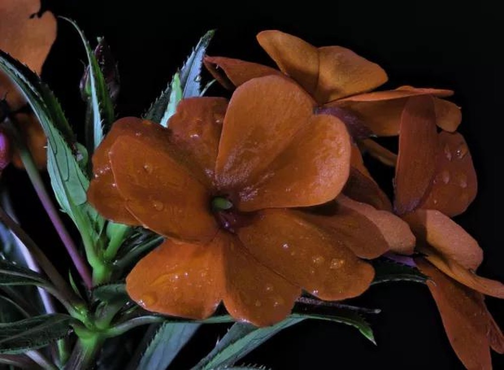 10 flores terapêuticas e seus efeitos para melhorar a saúde
