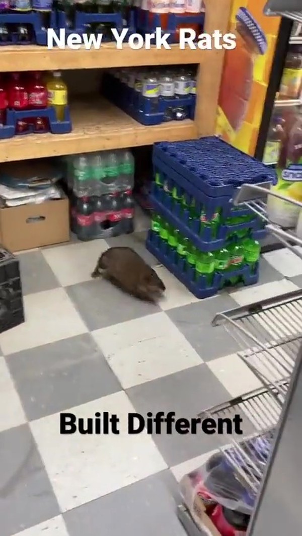 Rato gigante em mercado de Nova York surpreende internautas e vídeo ...