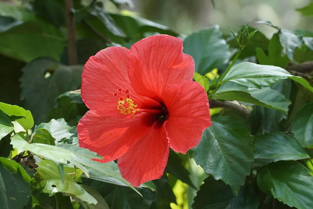 20 flores comestíveis para incluir na culinária e colorir seus pratos