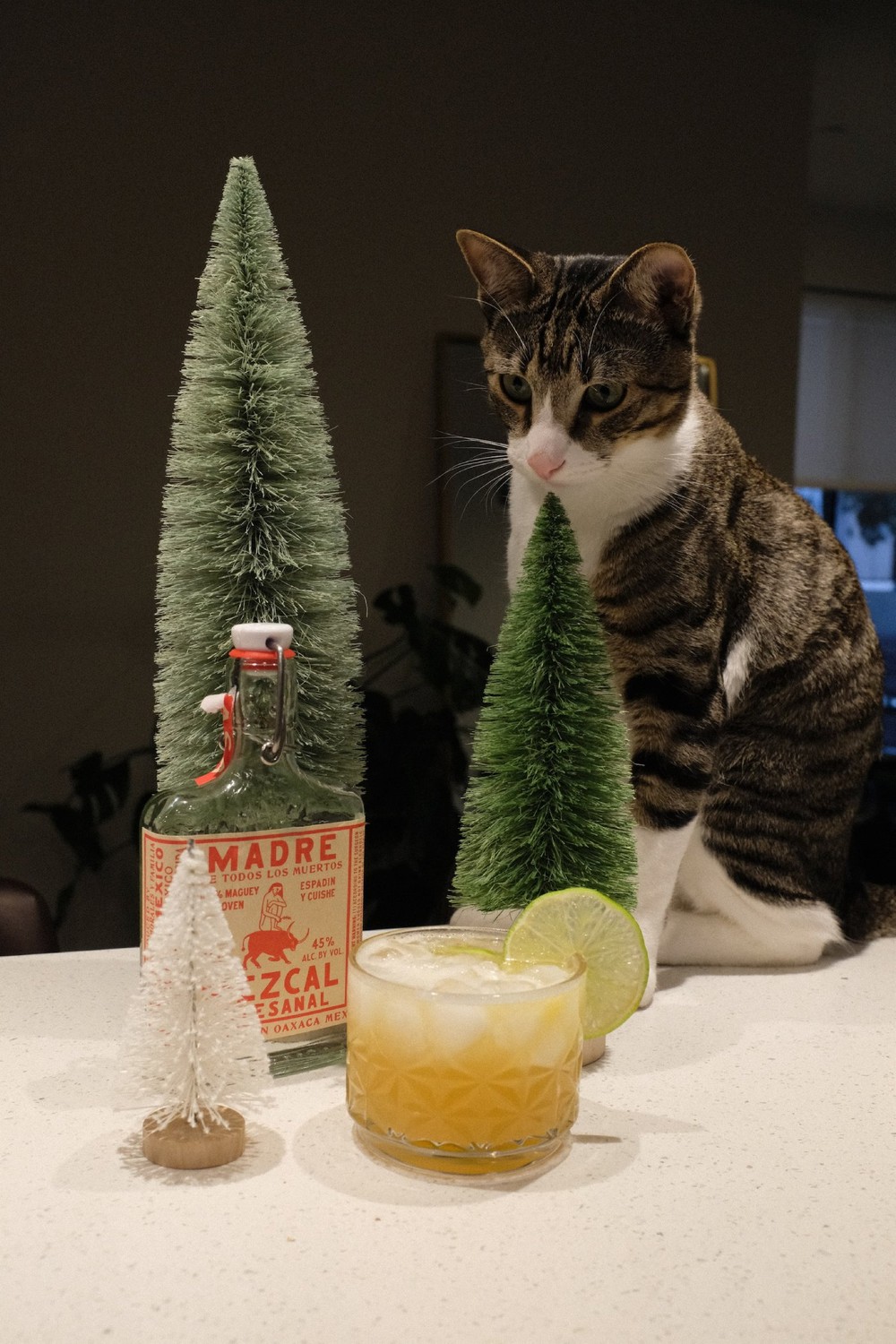 Como garantir o bem-estar dos pets nas festas de final do ano
