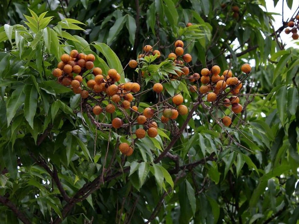 Sapindus saponaria: a planta que 'produz sabão' e traz sombra ao jardim