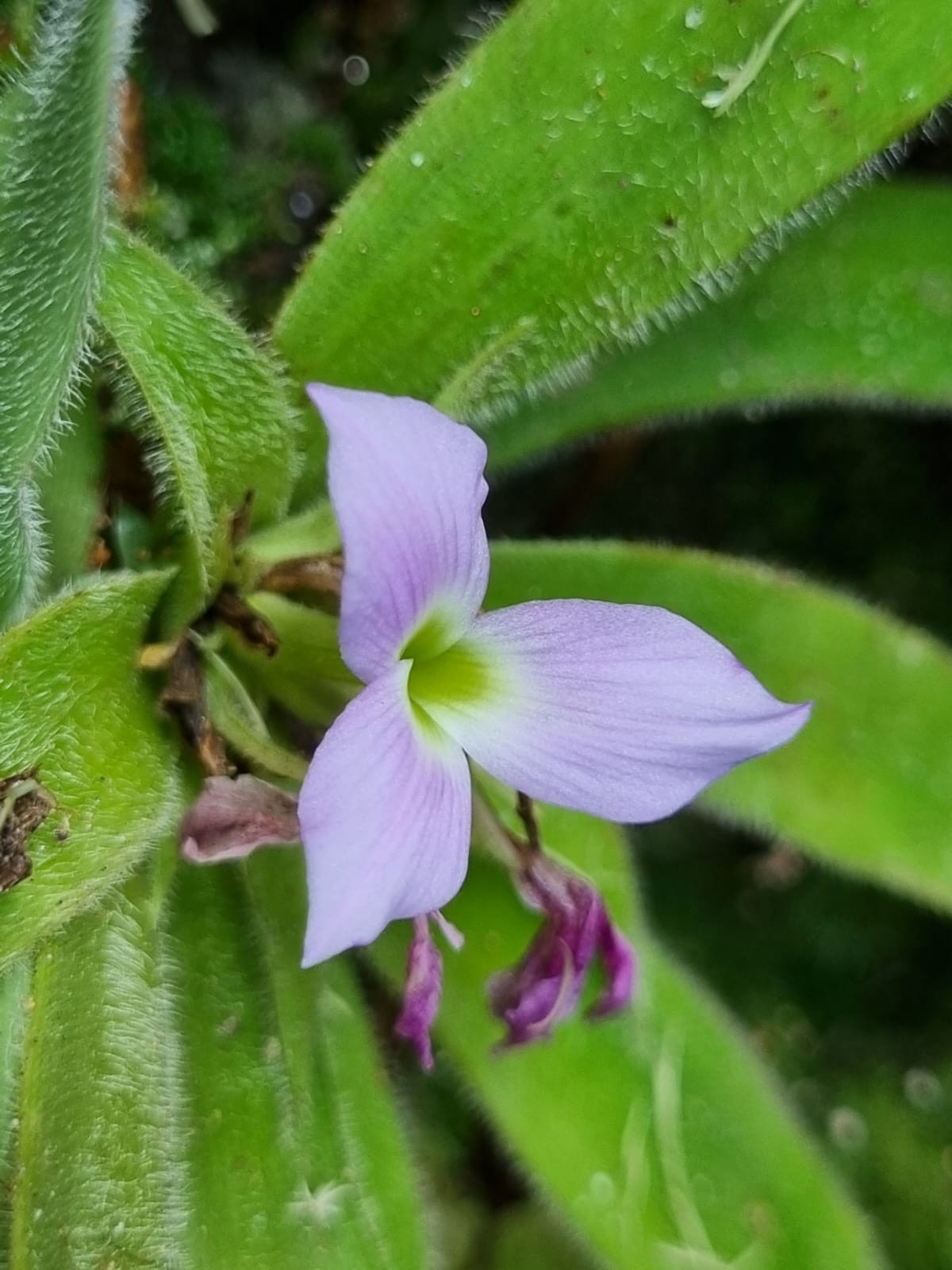 Nova espécie de bromélia-peluda é descoberta em Minas Gerais