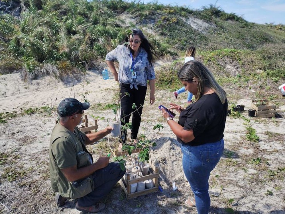 Espécie de planta rara volta a nascer em Cabo Frio após 40 anos
