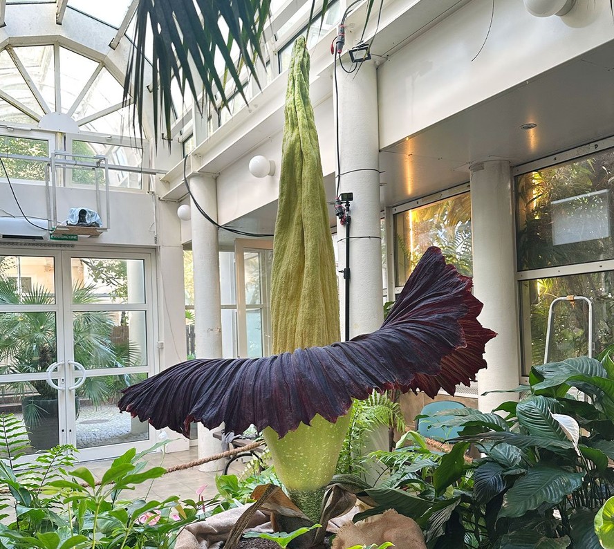 A flor mais fedorenta do mundo floresceu na Polônia, deixando o ar com ...