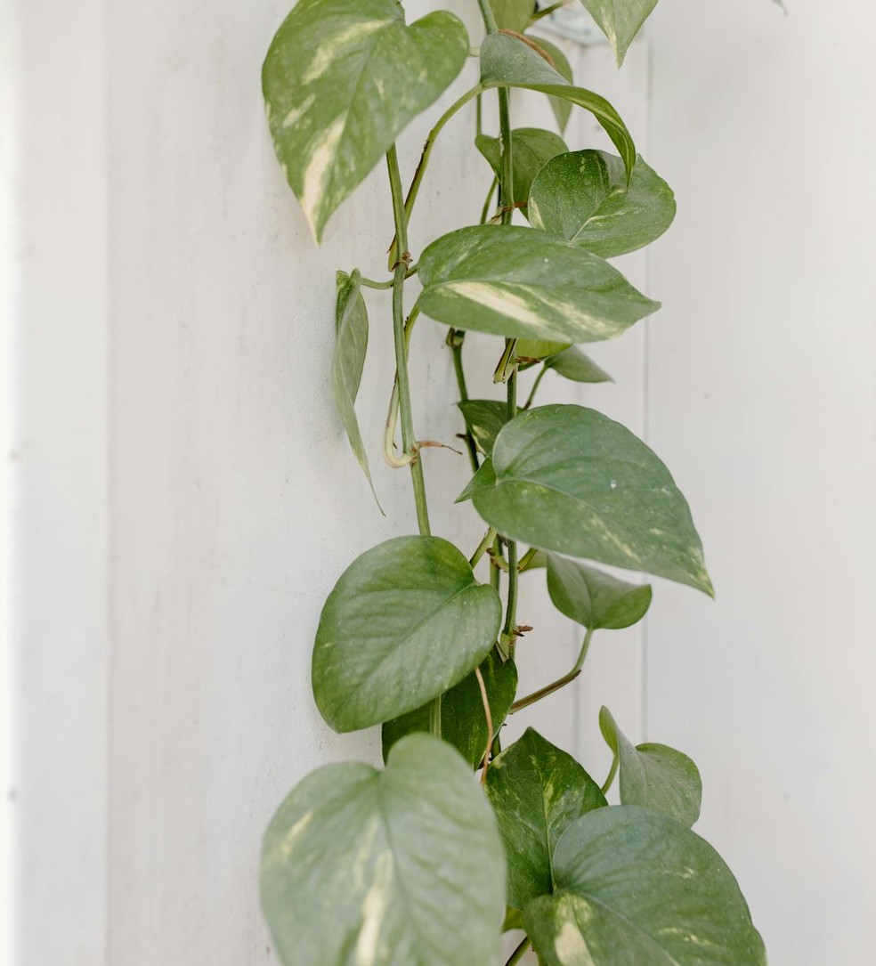 Como podar jiboia para que a planta cresça rápido e saudável