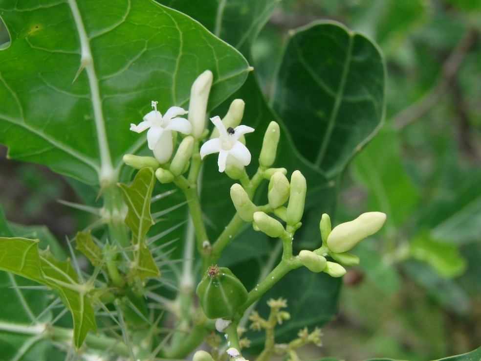 Cnidoscolus quercifolius: conheça a árvore favela que deu nome às ...