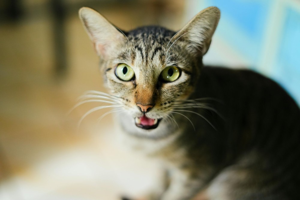 Ronronar: entenda o que é e como funciona o som característico dos gatos