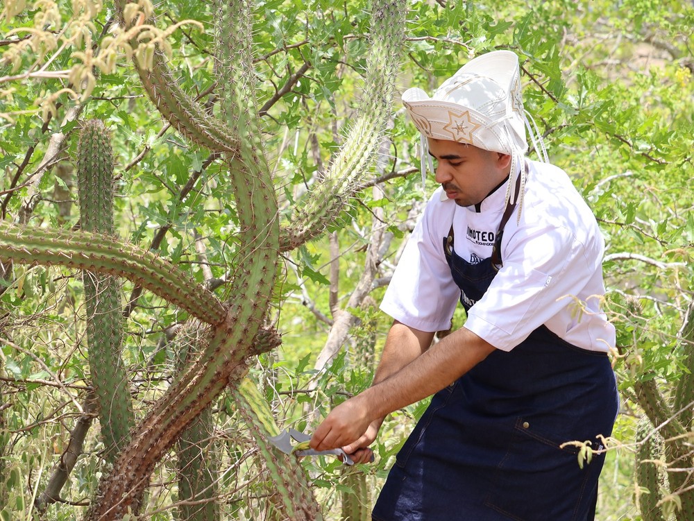 A gastronomia do chef Timoteo Domingos valoriza o uso de cactos